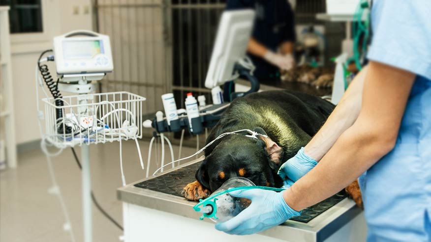 Preparation for surgical treatment on the eye - Oculus Vet