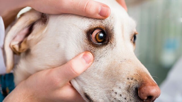 Dry eye disease (KCS - Keratoconjunctivitis Sicca) - Oculus Vet