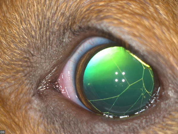 Gallery - Vet Oftalmology - Oculus Vet