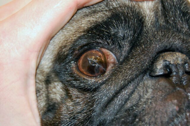Medial canthal entropion in pugs - Oculus Vet